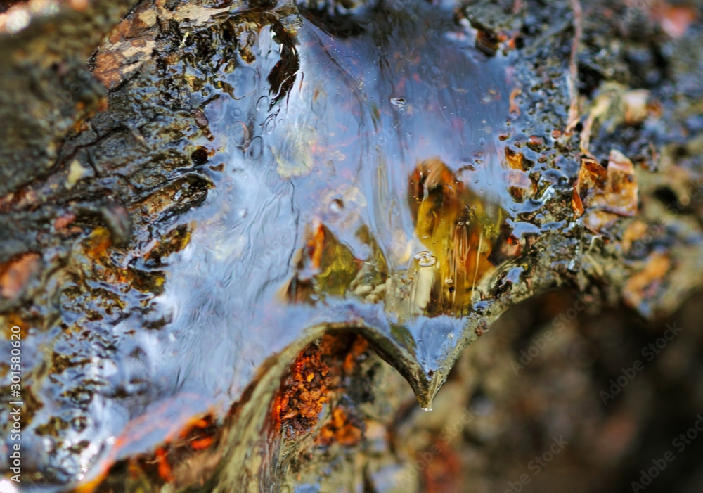 Gum, glue, hardened resin, sap from the bark on the trunk of a tree ...