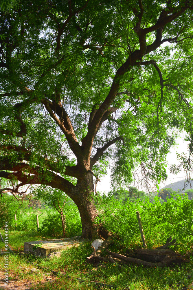 Big neem tree or Azadirachta indica in village. Very powerful Indian ...