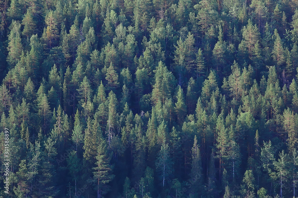 Fototapeta Las texture coniferous forest top view / landscape green ...