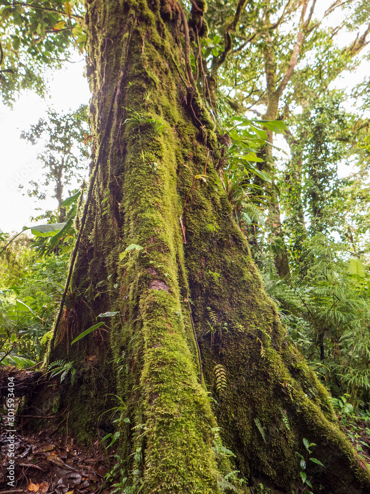 Wanderung durch den Regenwald in Costa Rica. Die Bäume streben gegen ...