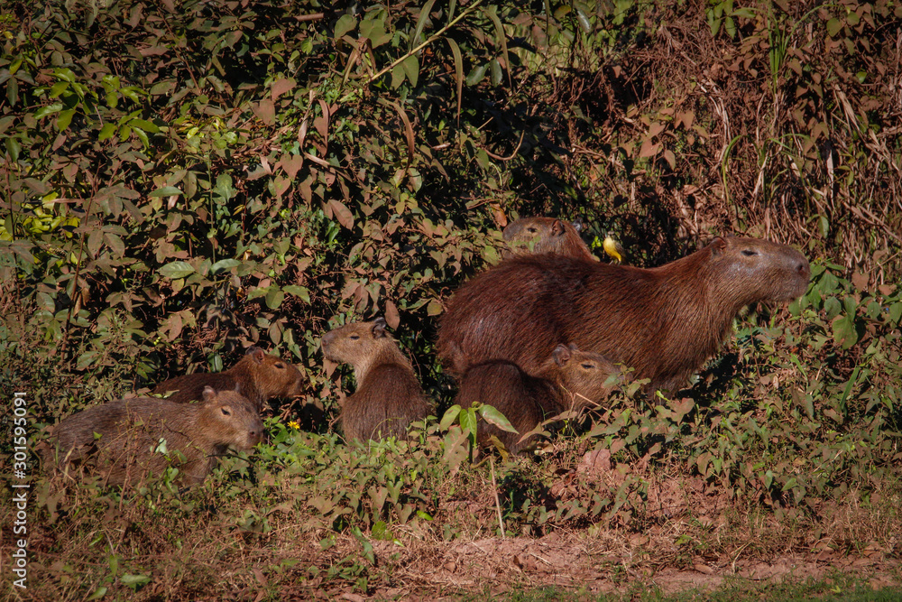 The largest and friendliest rodent in the world is Capybara. They are ...