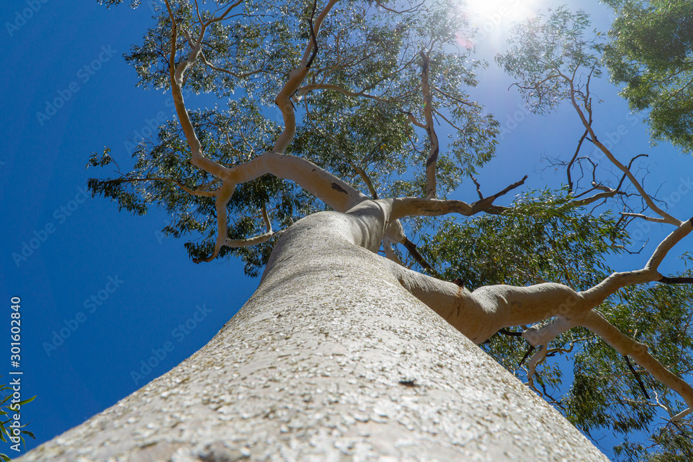 in the australian outback there is a big white gum tree with branches ...