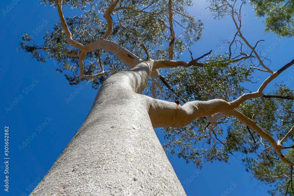 in the australian outback there is a big white gum tree with branches ...