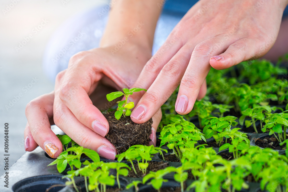 Two hand, grow vegetable seedlings, grow organic vegetables on a roof ...