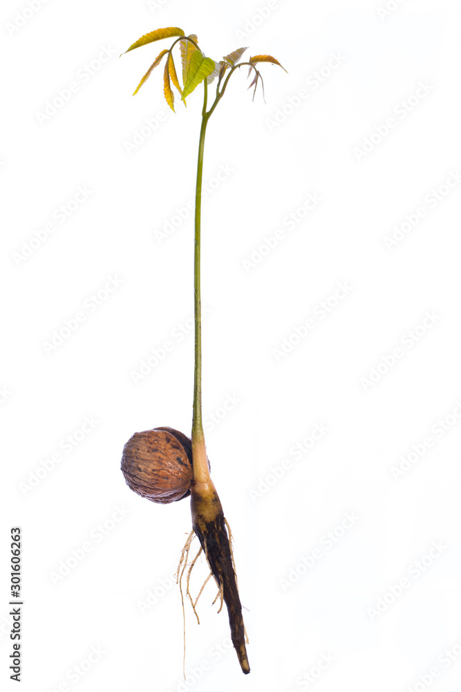 young walnut tree offspring with roots grows out of an walnut isolated ...