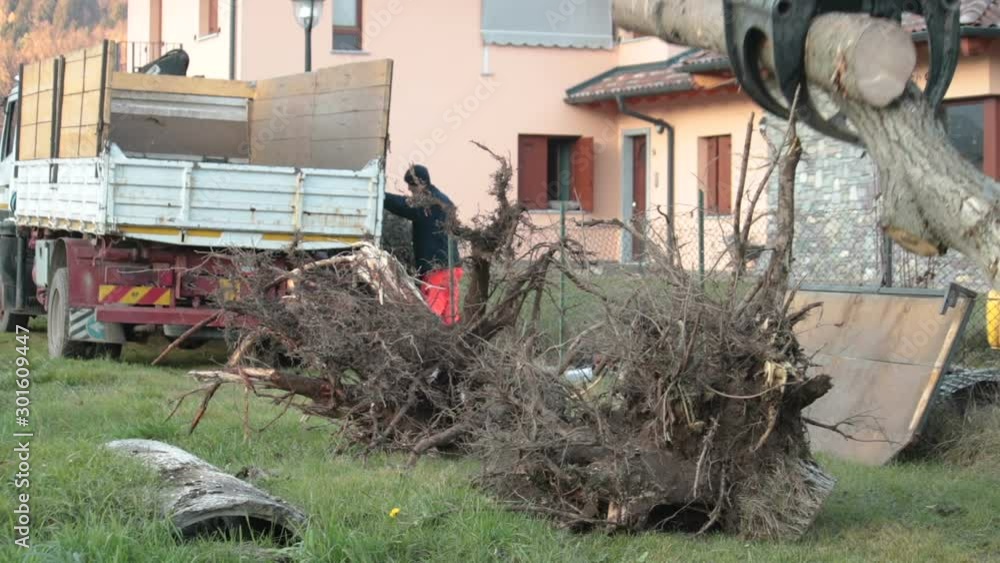 Big roots removed from the ground. Workers move pieces of wood (root ...