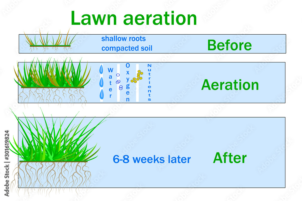 Lawn aeration for active plant growth. Free access of water and air to ...
