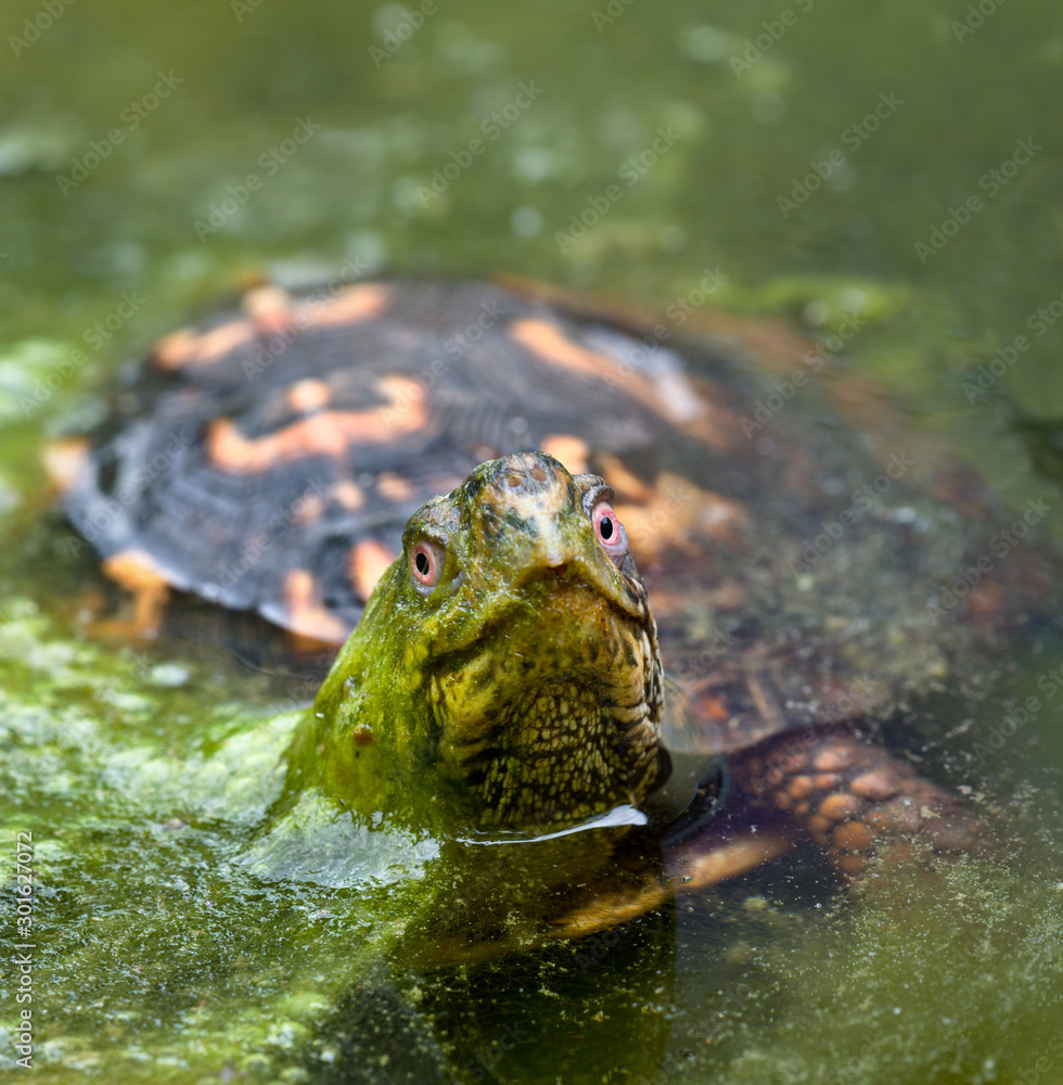 Eastern box turtle (Terrapene carolina carolina) in pond, poking its ...