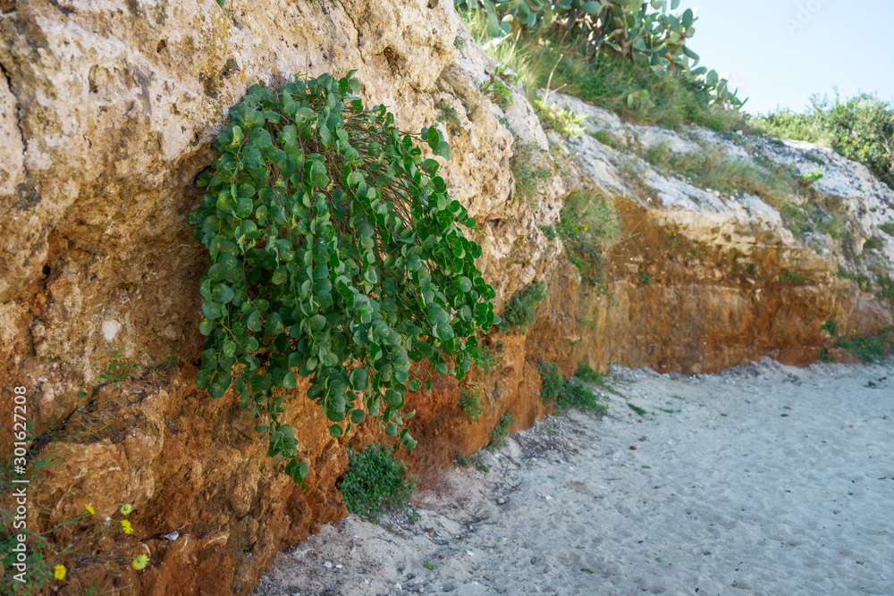 Pianta di capperi Stock Photo | Adobe Stock