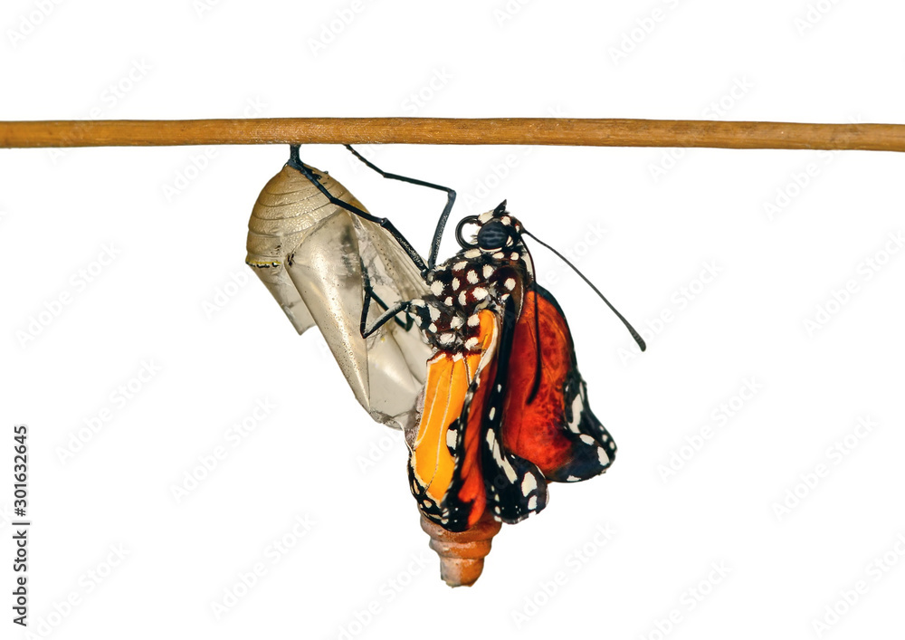 Monarch Butterfly drying its wings after metamorphosis. Stock Photo ...