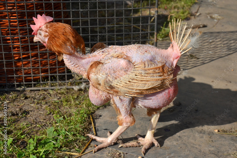 Wretched battery hen saved from a factory farm in the garden of her new ...