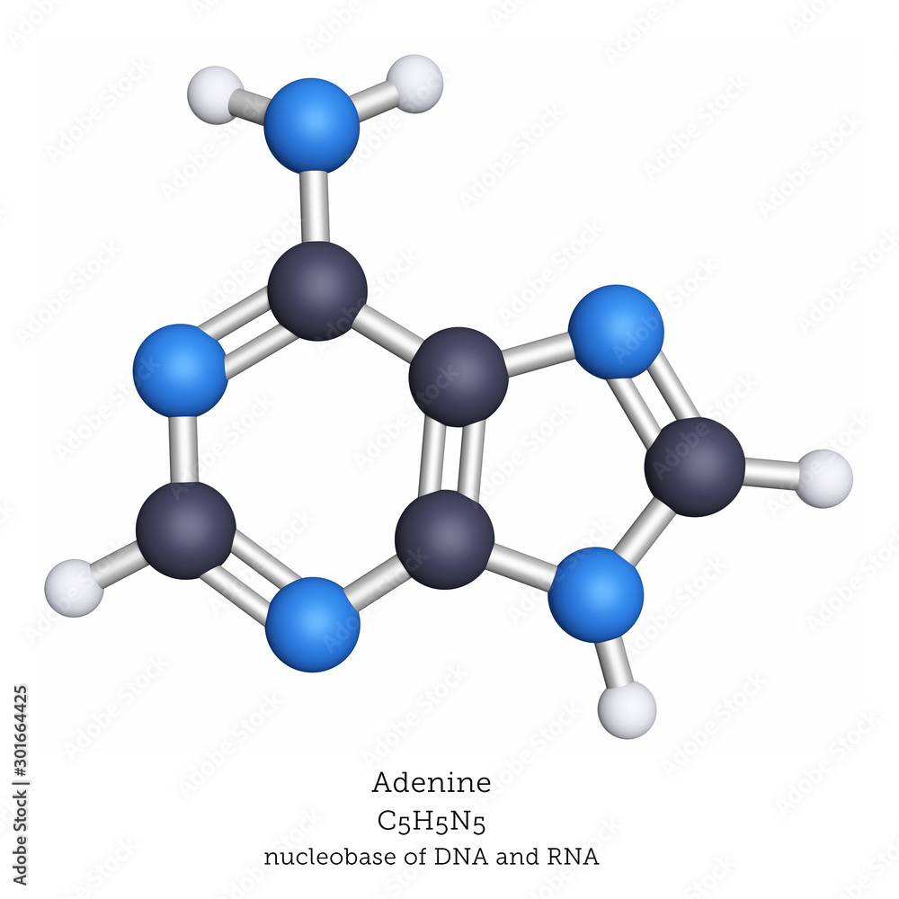 Adenine is one of the five nucleobases of DNA and RNA. Adenine pairs ...