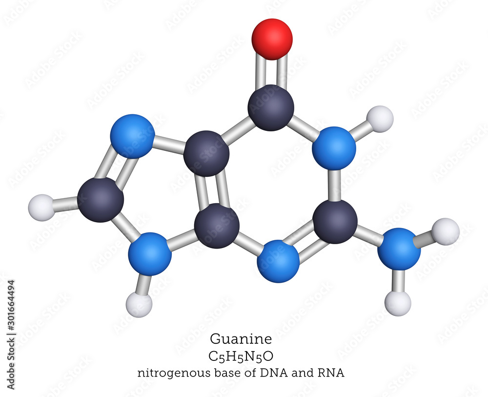 Obraz Guanine is one of the five nucleobases of DNA and RNA. Guanine ...