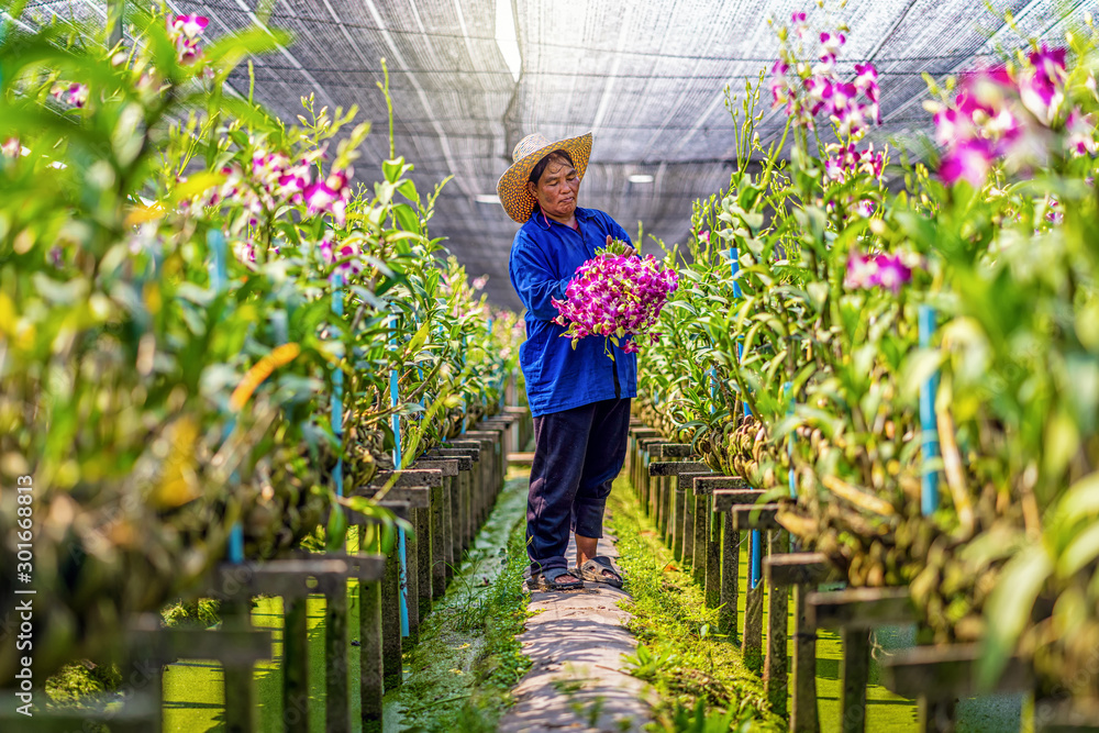 Orchid Flower Farming In India | Best Flower Site