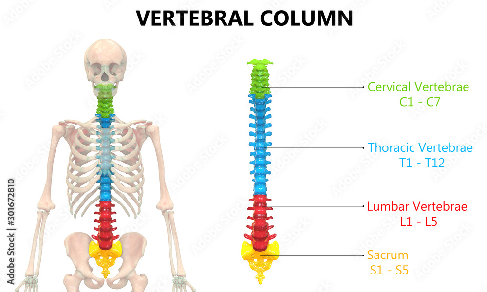 Vertebral Column of Human Skeleton System Anatomy Anterior View Stock ...