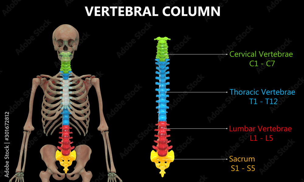 Vertebral Column of Human Skeleton System Anatomy Anterior View Stock ...
