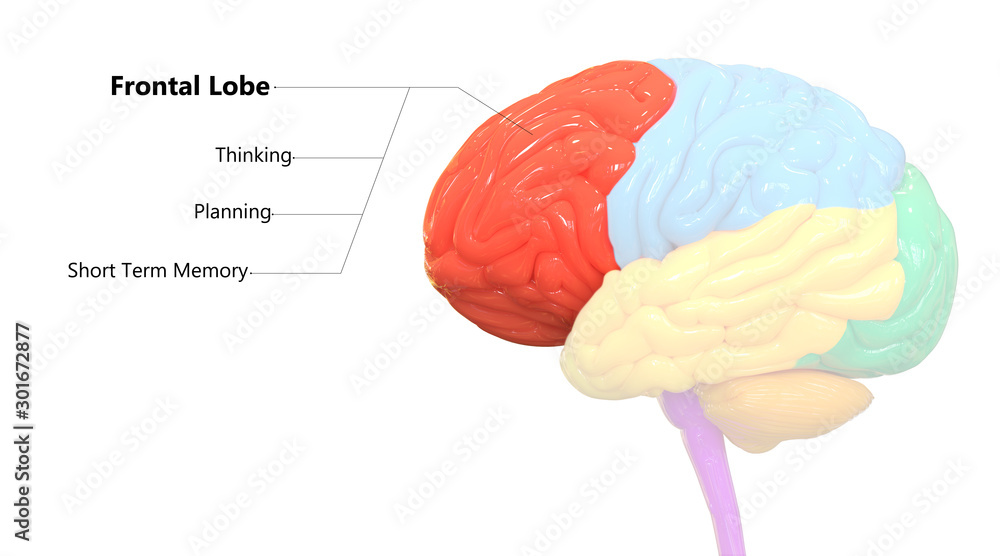 Central Organ Of Human Nervous System Brain Frontal Lobe With Labels