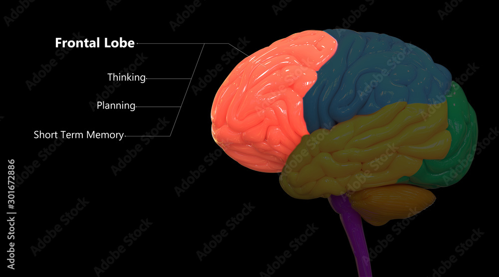 Central Organ Of Human Nervous System Brain Frontal Lobe With Labels