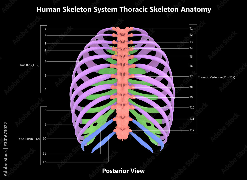 Human Skeleton System Thoracic Skeleton with Detailed Labels Anatomy ...