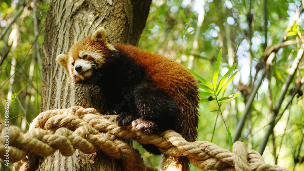 Red panda in the Chengdu Research Base of Giant Panda Breeding Stock ...