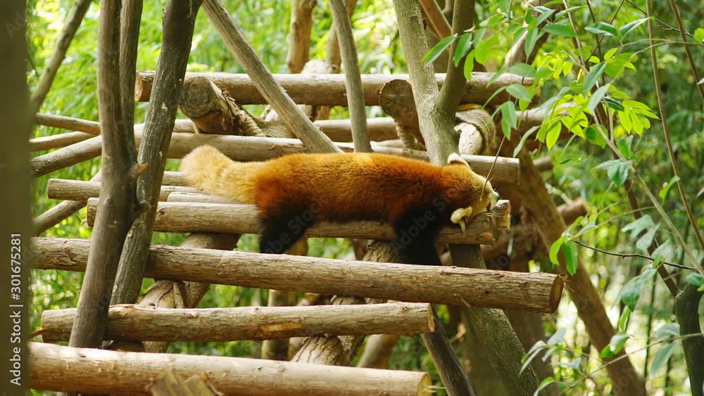 Red panda in the Chengdu Research Base of Giant Panda Breeding Stock ...