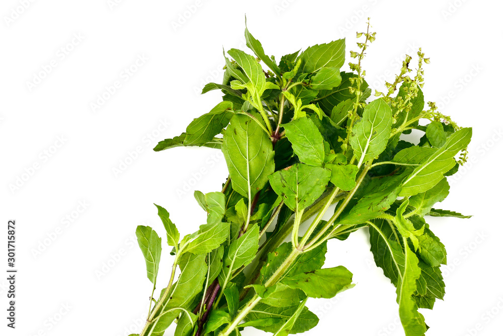 Tulsi Leaf Benefits