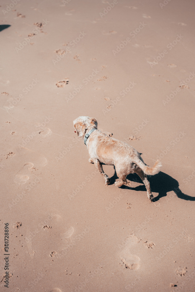 Cavoodle running along a sandy beach in summer living his best life ...