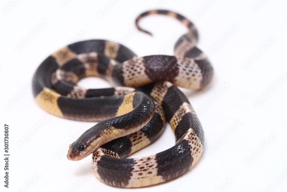 Highly venomous, Malayan krait or blue krait (Bungarus candidus ...