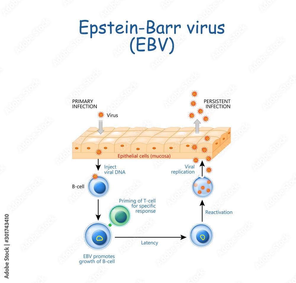 herpes. The Epstein-Barr virus (EBV) replication cycle Stock Vector ...