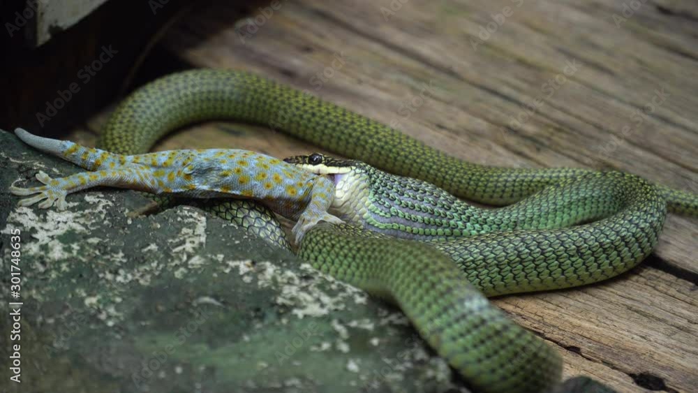 Golden Tree Snake eating gecko, Wild snake flighting with gecko on the ...