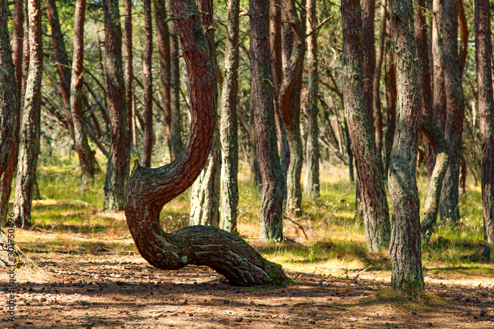The Dancing Forest. Pine forest on the Curonian Spit. Unusually twisted ...
