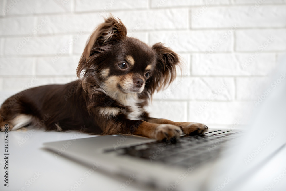 Dog Typing