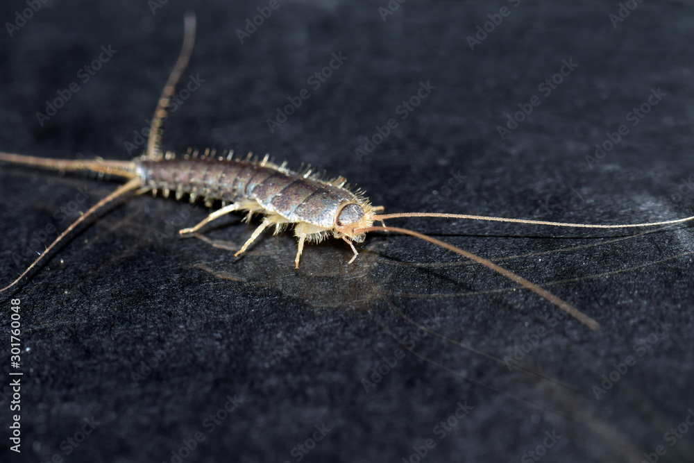 Closeup of a long tailed silverfish (Ctenolepisma longicaudata) also ...