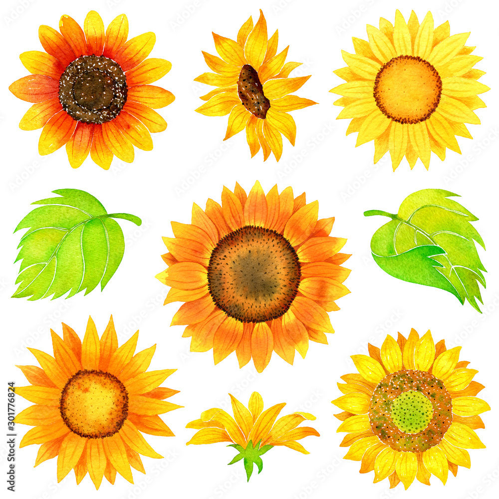 watercolor sunflower collection clip art set isolated on white ...