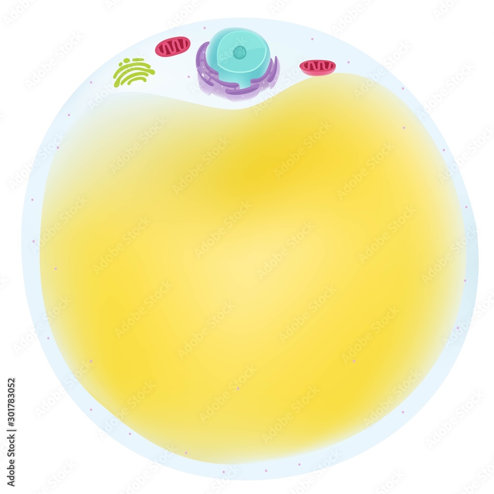 fat cell in human body Stock Vector | Adobe Stock