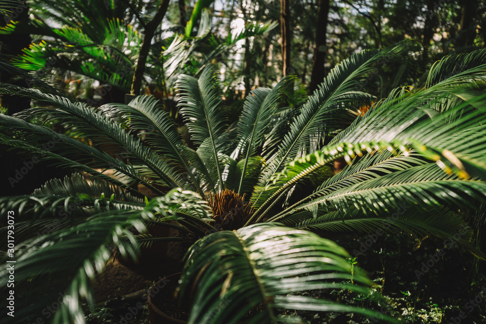 Cropped photo of palm tree leaf in Botanical garden. Attalea speciosa ...