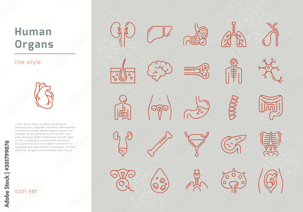 Large set of linear vector icons of human organs with signatures. Stock ...