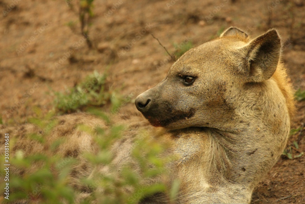The spotted hyena (Crocuta crocuta) (laughing hyena) laying in the sand ...