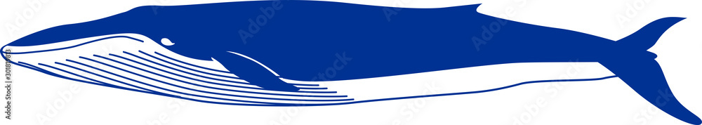 Blue whale. Vector isolated monochrome stylized image of a whale ...