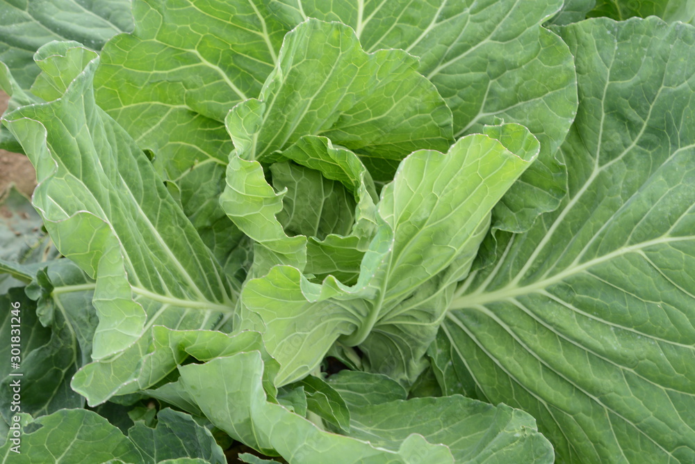 Cabbage Cultivation / Cabbage contains vitamin U (Cabagin) and is a ...