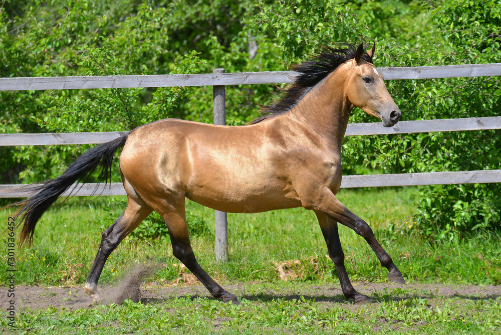 Buckskin akhal teke breed horse running in gallop outside in the ...