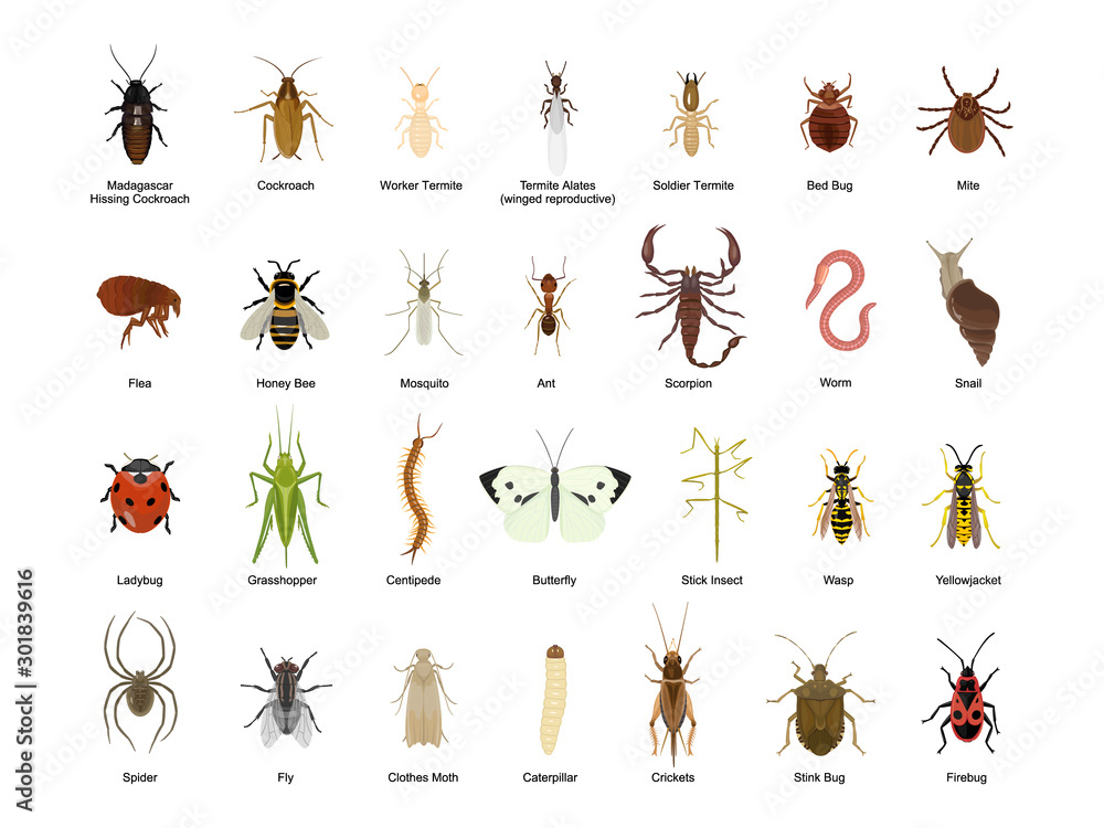 Bug of insect vector cartoon set icon.Vector illustration insect beetle ...