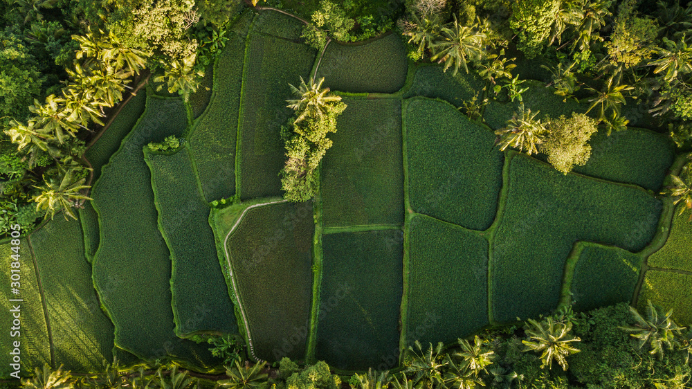 Nature background in green color. Aerial view of green rice terraces in ...