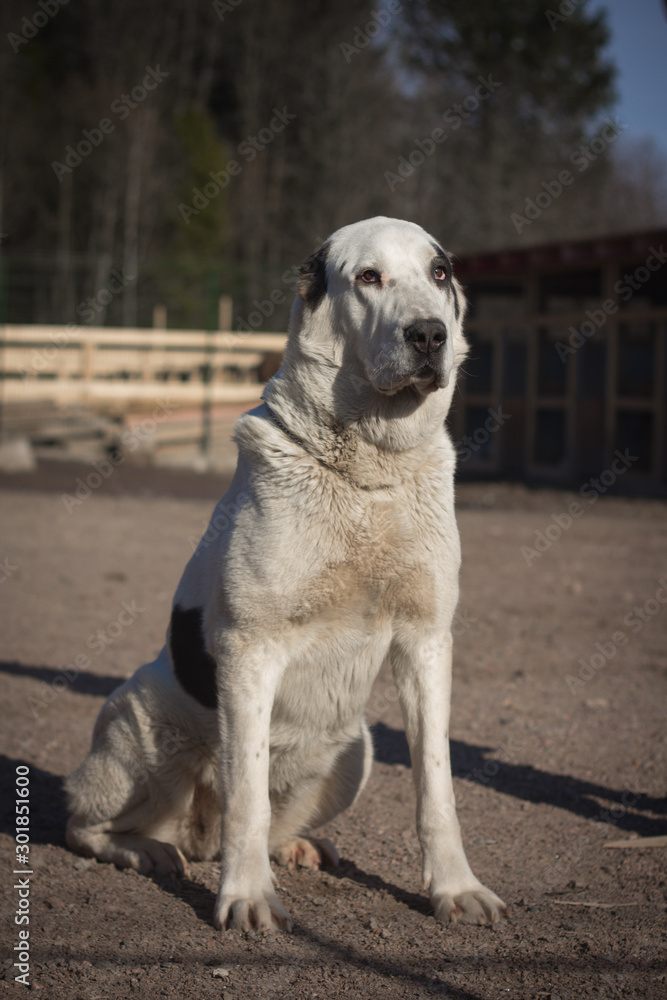 Closeup of a big white dog on a chain next to its kennel. The dog ...