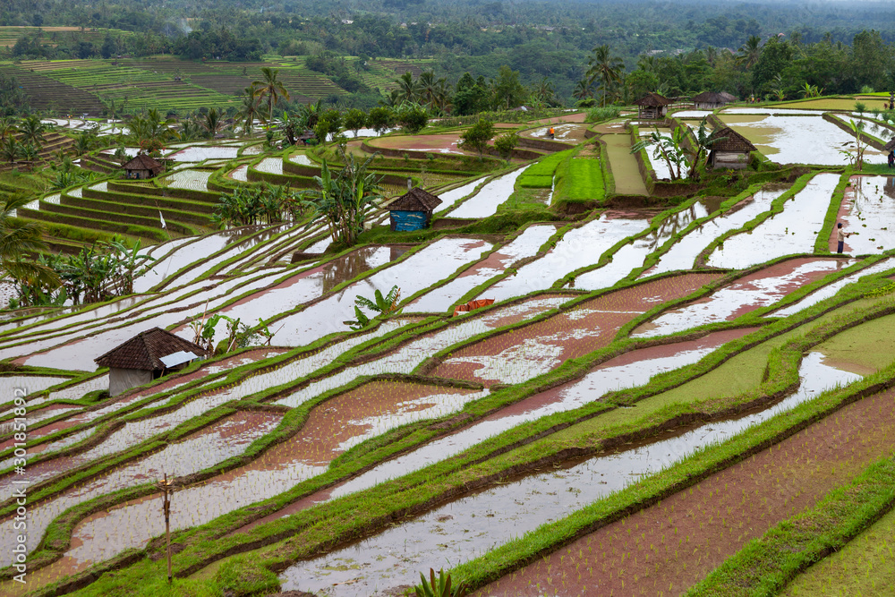 Rice terraces of Jatiluwih, Bali, Indonesia. They are flooded with ...