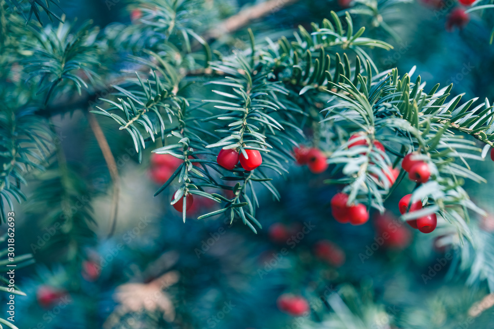 Coniferous tree branch with red berries on a blue soft background. Yew ...