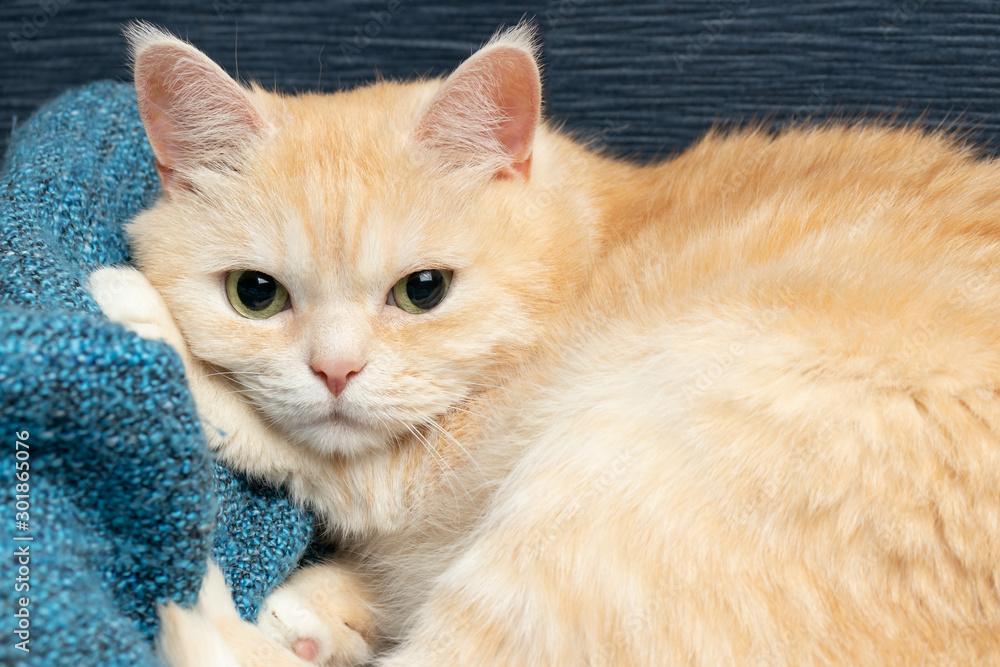 Cream Cat With Blue Eyes