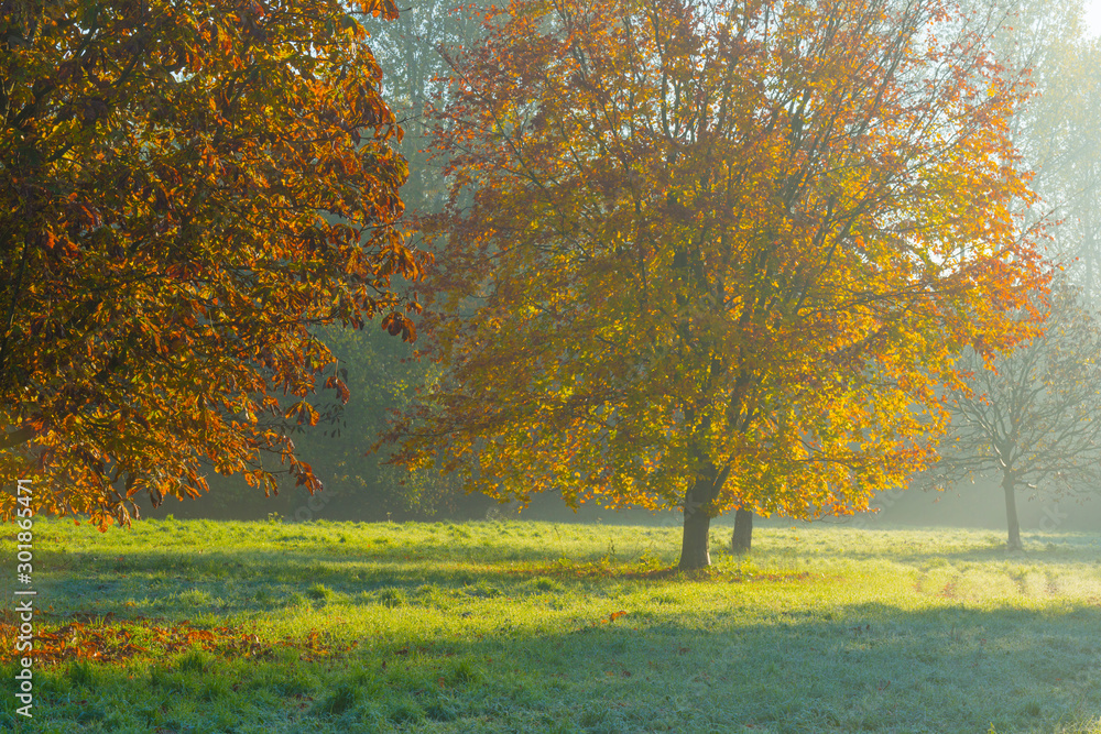 Trees in fall colors in a green grassy field in sunlight in autumn ...