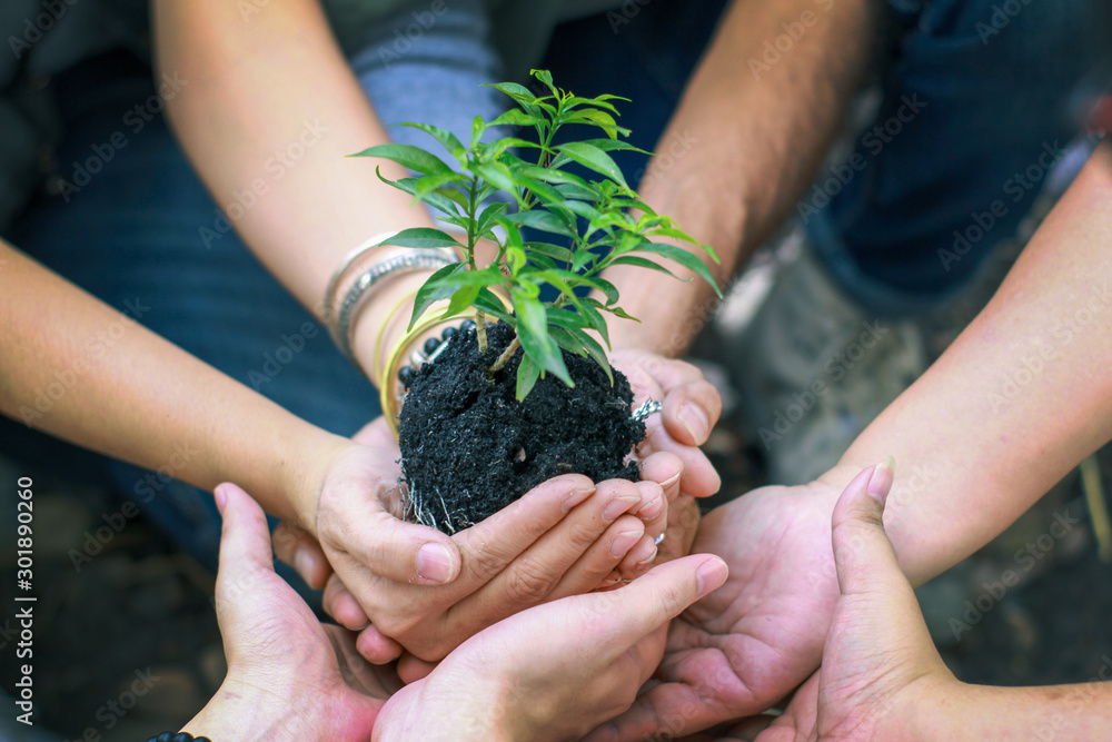 Group of Diverse People Planting Tree Together,Cupping plant nature ...