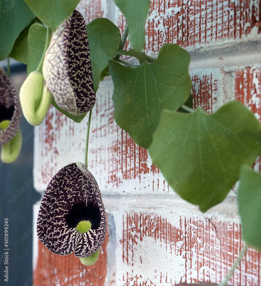 Flowers of Dutchman's Pipe vine in front of brick wall Stock Photo ...